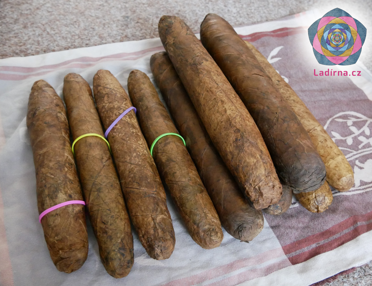 Mapacho – the “Grandfather Tobacco” Detailed Guide – Pachamama Herbs